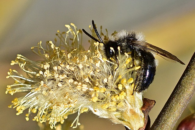 Sandbienen - unbekannte Schönheiten - Honig und Bienen